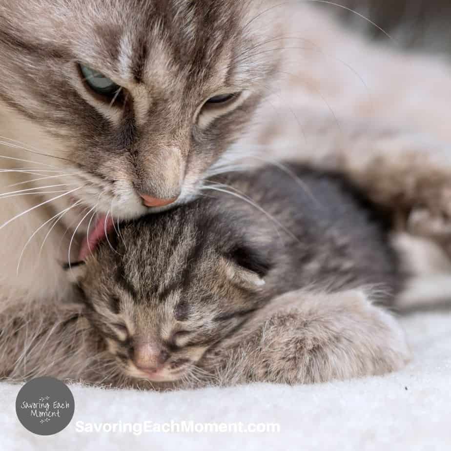 10 Lessons from Cats - Mom Edition